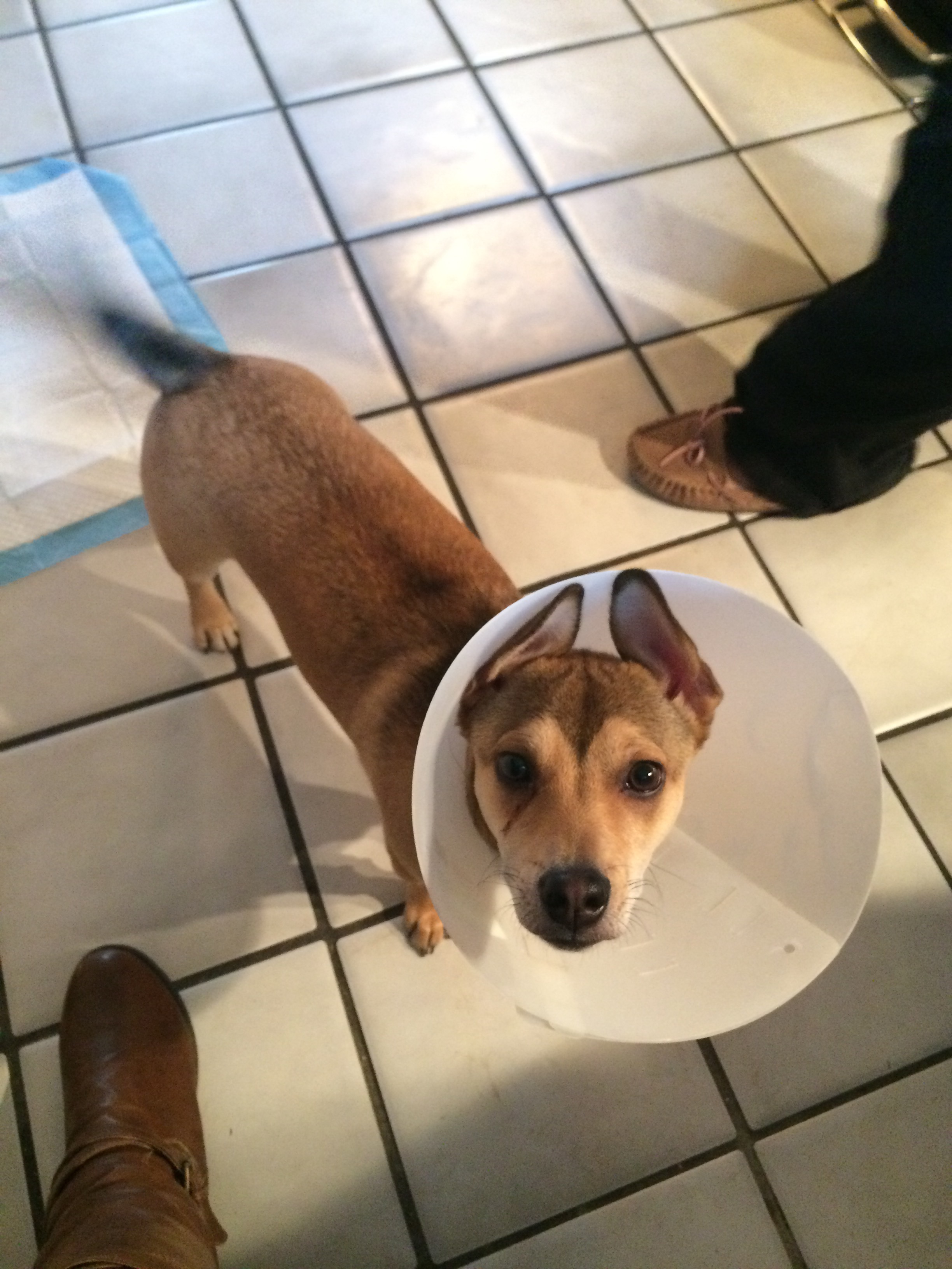 National Dog Day – The Bermuda Room